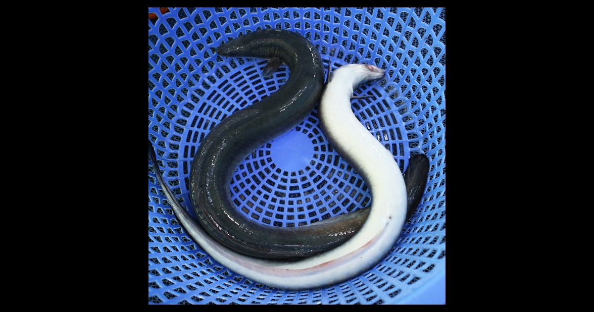 Bán cá Chình tươi tại huế : 0903516826 | Đầu bếp Đà Nẵng